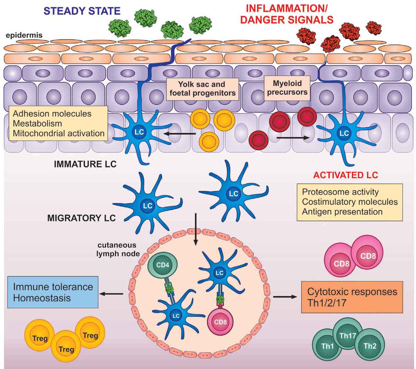 Langerhans Cells